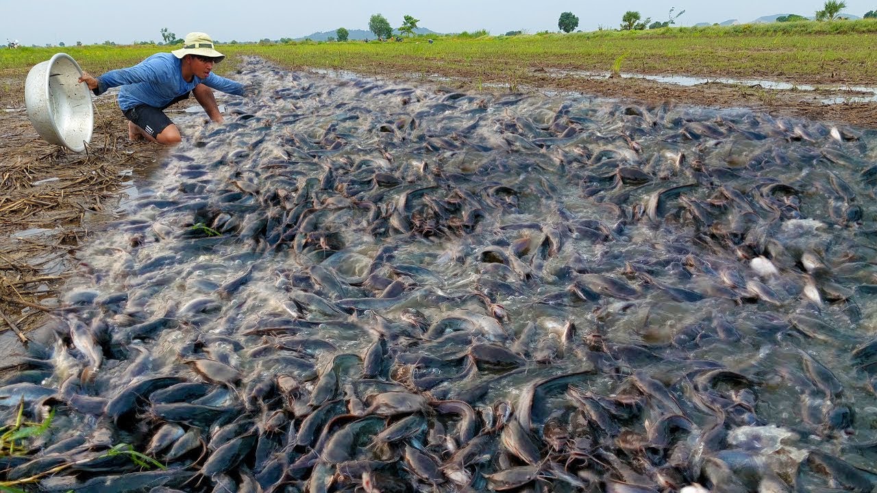 wow wow it's amazing ! catch a lot of fish in little water at rice ...