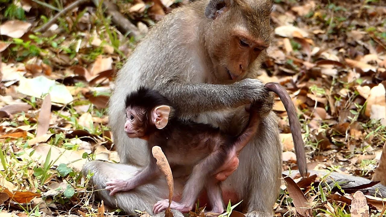 Good mum very taking care of her baby & nurse, Cute baby monkey is ...