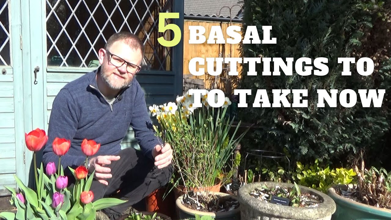 How to Take Basal Cuttings from Perennials - Aster, Helenium, Agastache ...