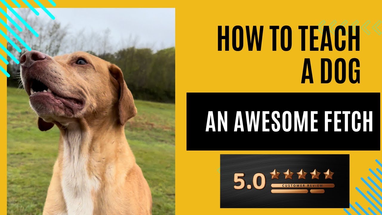 How to train a dog to retrieve - YouTube