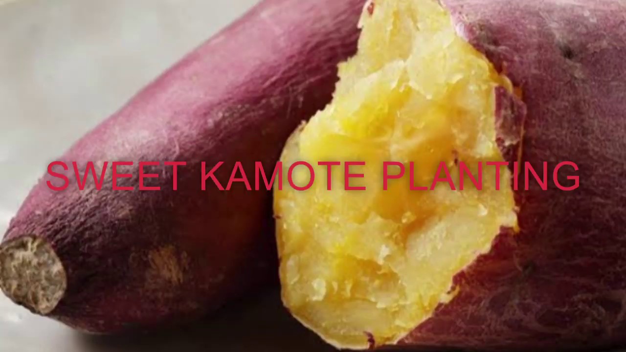 SWEET KAMOTE PLANTING!!!# KAMOTE LEAVES REDUCES HEART ATTACKS!!! - YouTube