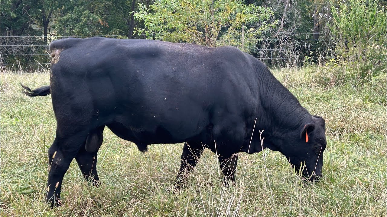 Bull Gentleness for Small to Medium Farms. - YouTube