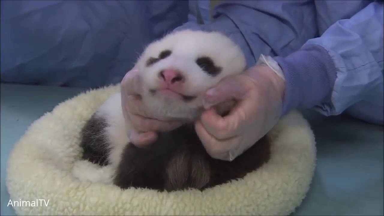 Cute Baby Pandas Playing ---TRY NOT TO LAUGH! - YouTube