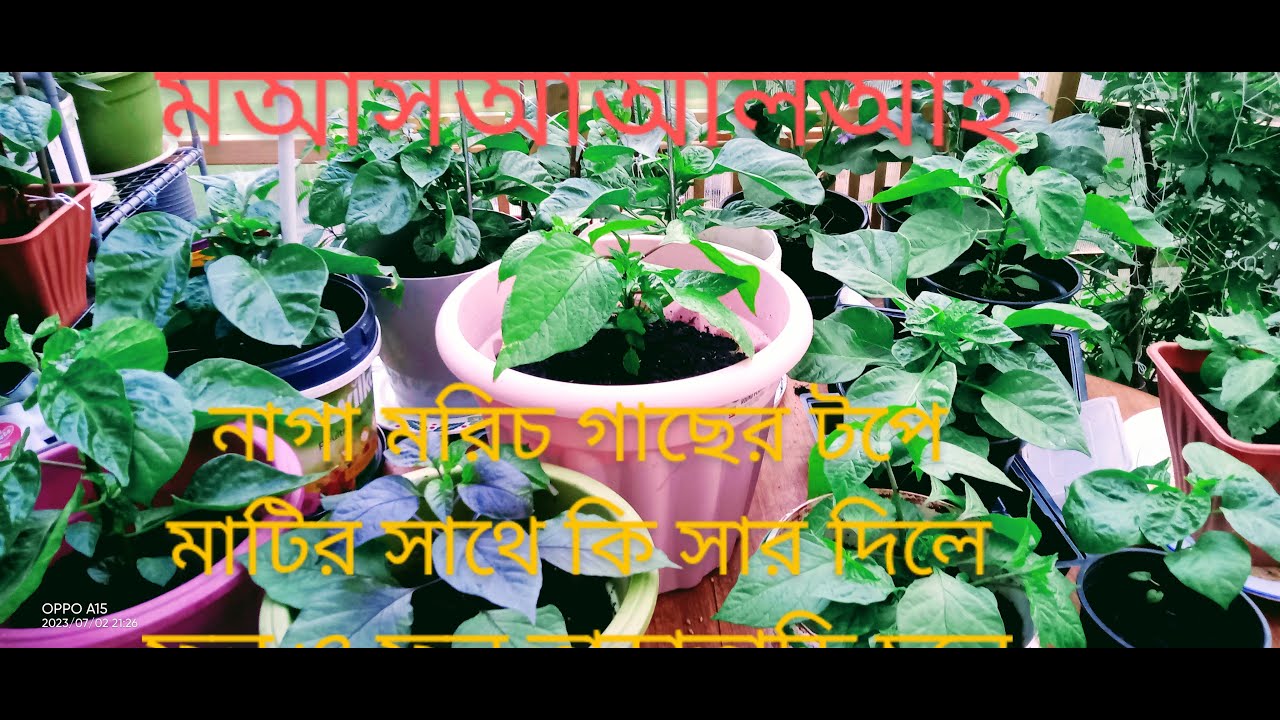 নাগা মরিচ গাছের টপে কি সার দিলে ফুল ও ফল তাড়াতাড়ি চলে আসে। The best ...