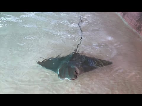 Baby cownose ray pup born at Mote Marine Laboratory in Sarasota - YouTube