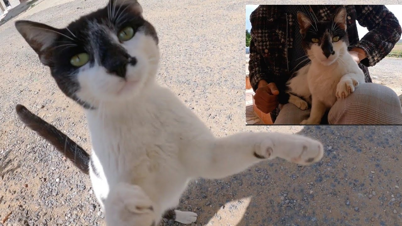 Oreo cat that loves to cuddle is incredibly cute. - YouTube