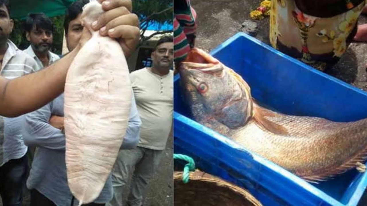 एक मछली ने बदल दी किस्मत, लखपति बन गए मछुआरे भाई! Fishermen brothers ...