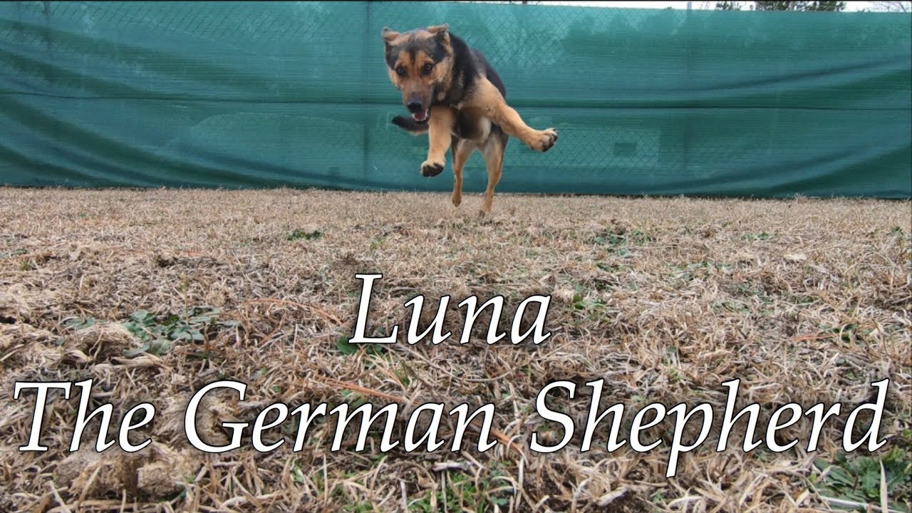 Luna The German Shepherd - YouTube