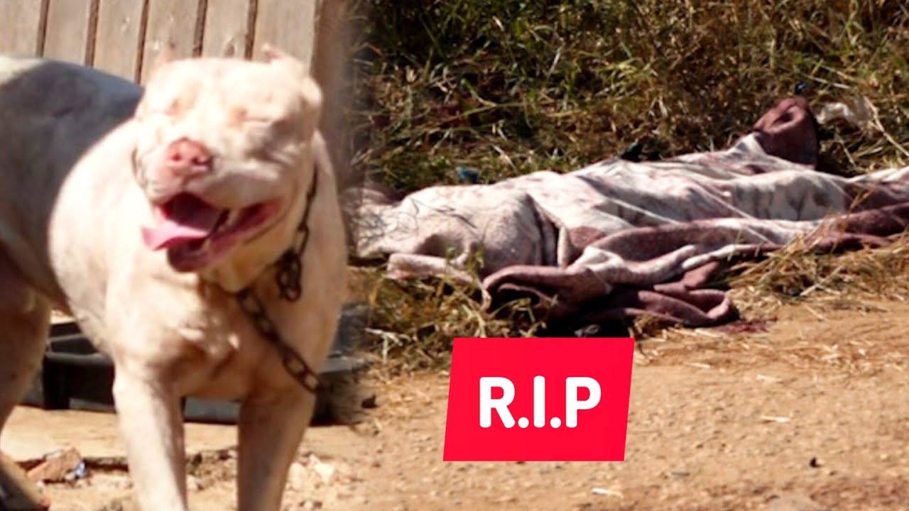 Murume arumwa nembwa akafira ipapo, Vamufundisi vafumurwa hungochani ...