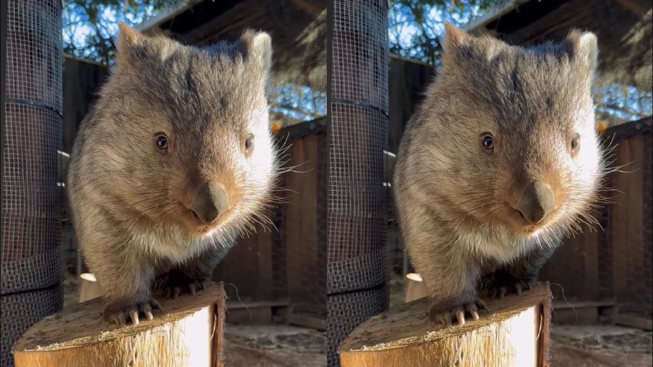 Playful wombat playing football 🐨🐨 - YouTube