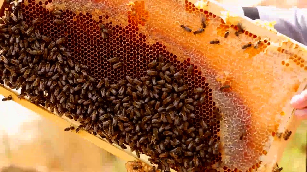 Anzer Honey - YouTube