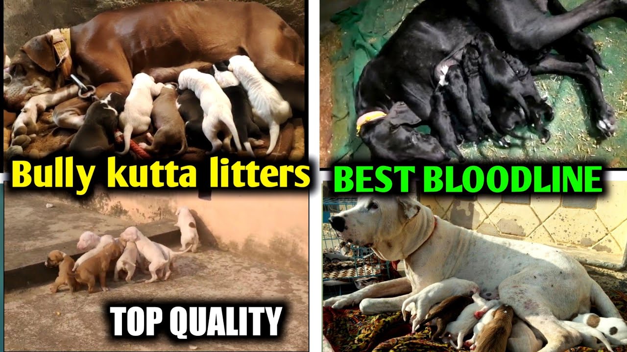 Bully kutta के इतने सारे Litters कोइ भी ले जाओ | Bully kutta # ...