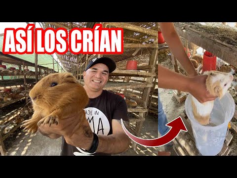 ASÍ CRÍAN A LOS CUYES QUE COMEMOS | ¿Los comerías después de ver este video? | Dilo Nomás