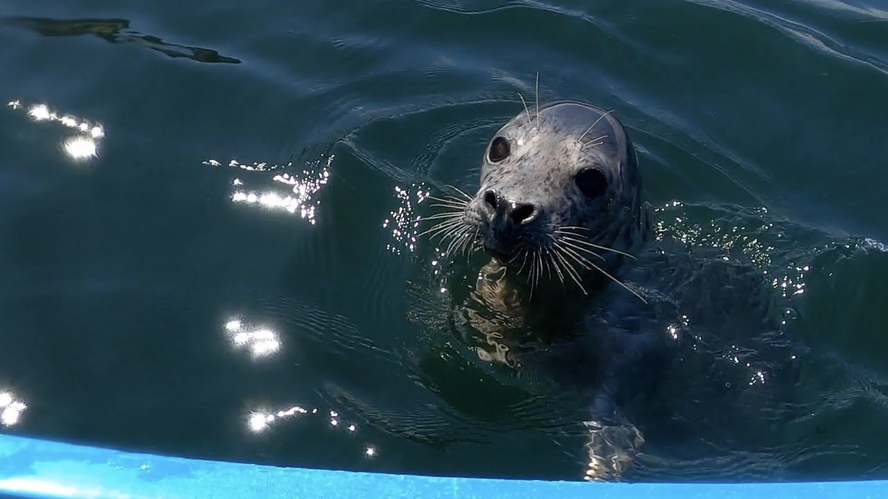 Canoeing with Seals: Puffin Island / Ynys Seiriol - YouTube