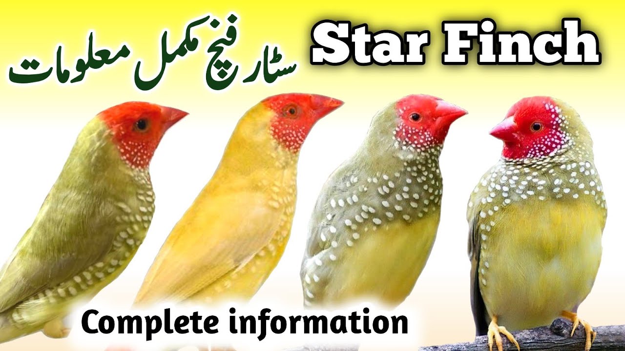 Star Finch Breeding Tips | Star Finch Nest Box Cage & Seed mix |Red ...