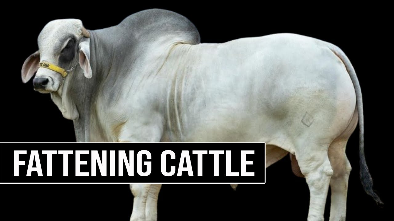 ⭕ Fattening Cattle Less Stress, Meat in Less Time Biggest Bulls And Cow ...