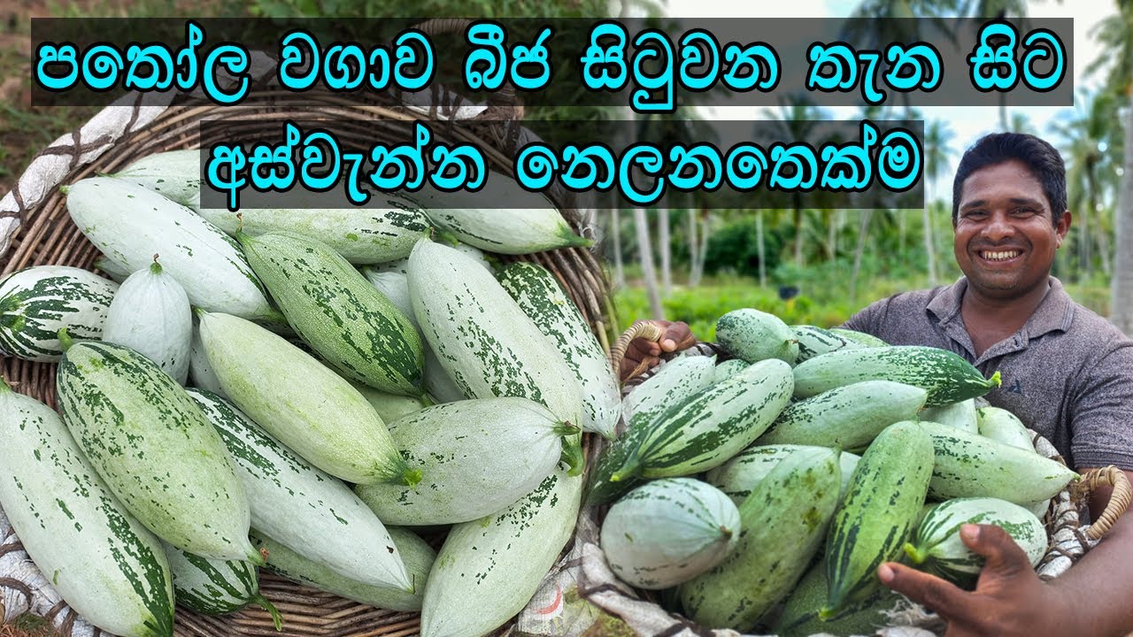 පතෝල වගාව කාබනිකව බිජ සිටවීමෙ සිට අස්වැන්න නෙලනතෙක්ම Pathola ...