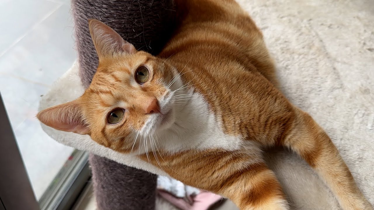 Cat Does A Big Slow Blink Before Pouncing! - YouTube