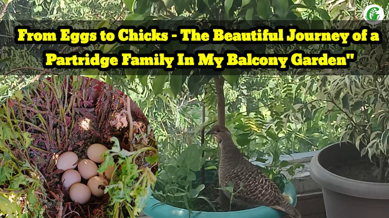 🥚👆 From Eggs to Chicks - The Beautiful Journey of a Partridge Family In ...