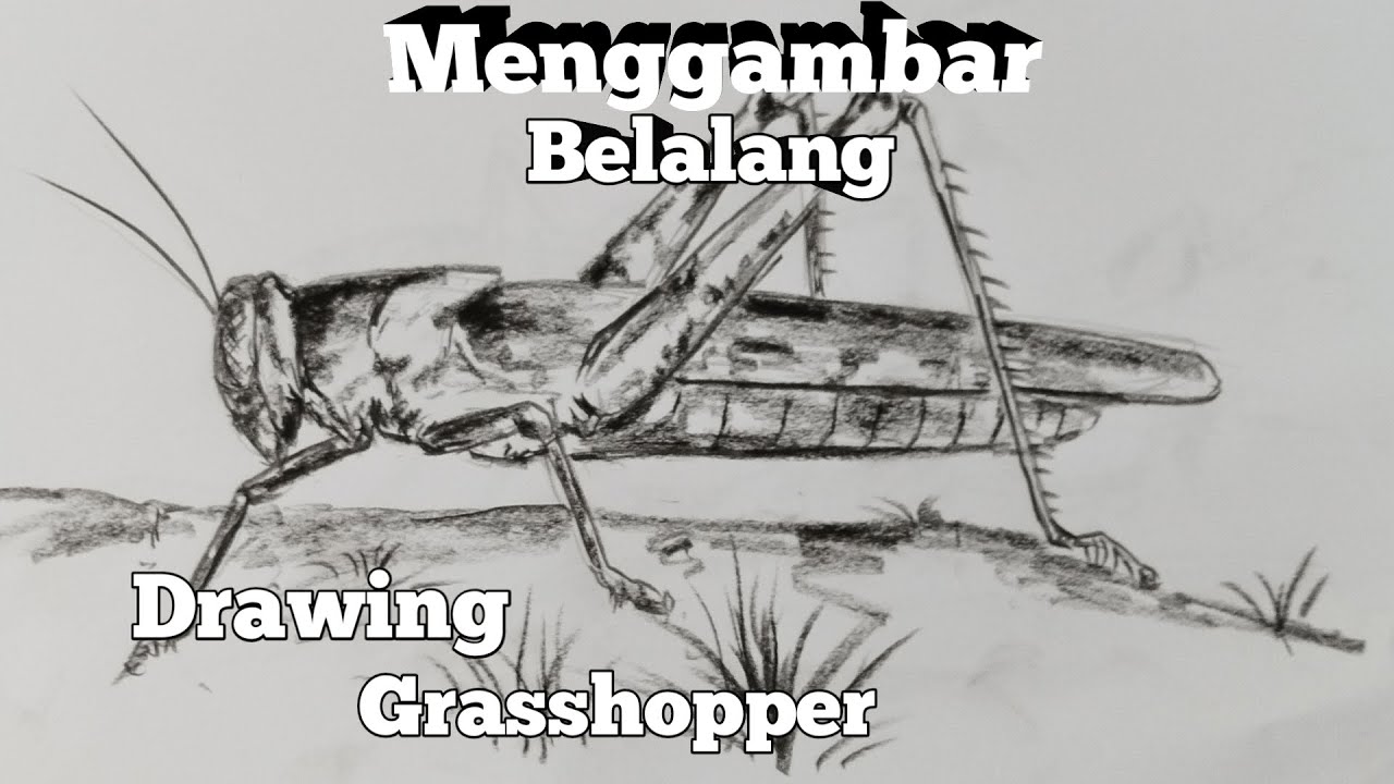 Belajar Menggambar Dasar Realis Belalang ( Drawing Grasshopper ) - YouTube