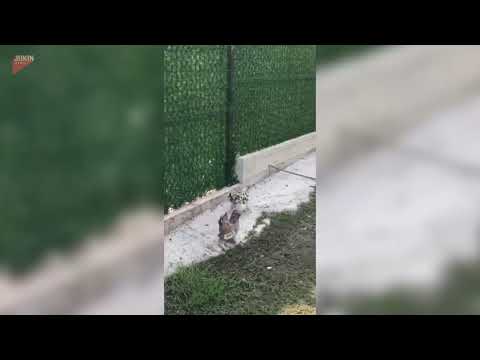 Chickens Strut Single-File Through Strip of Snow - 1853255-16