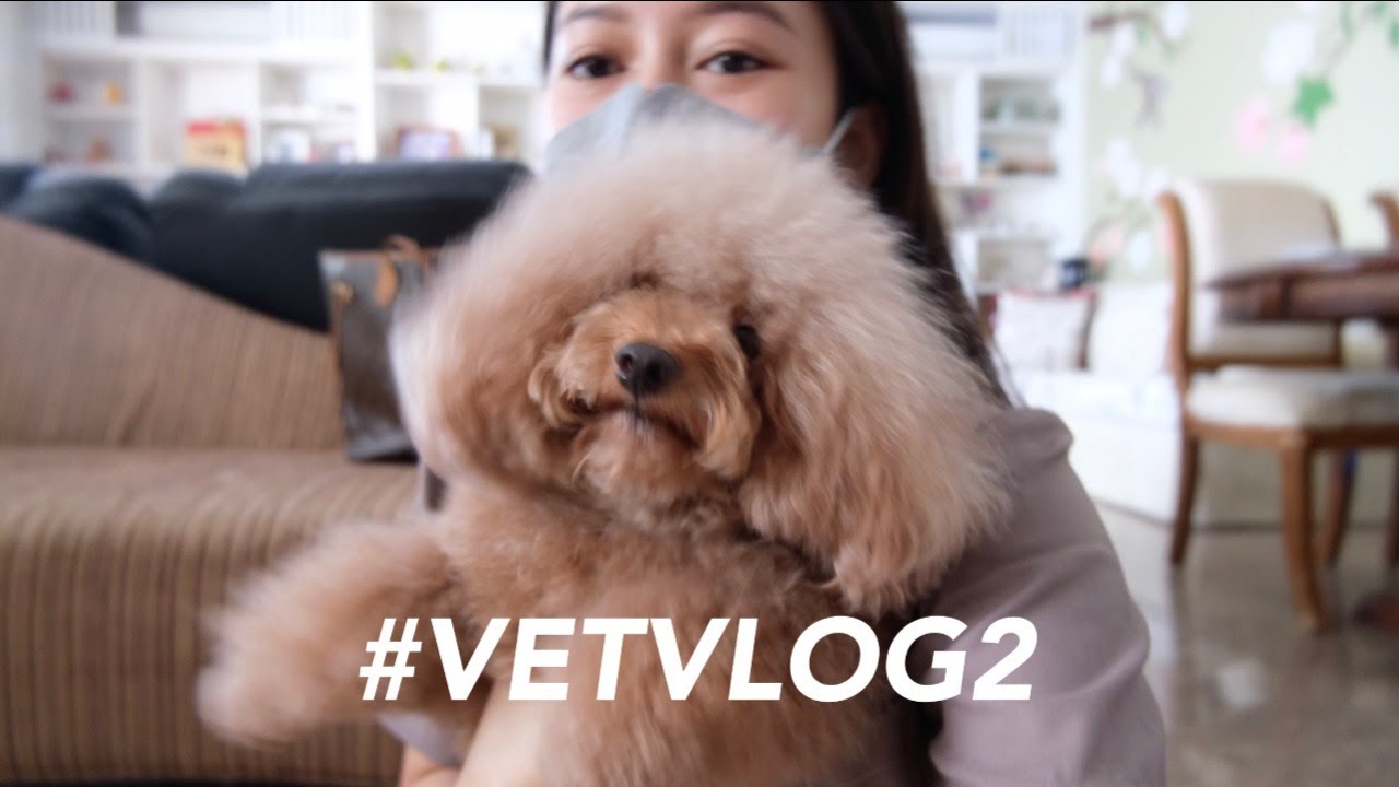 A DAY IN THE LIFE OF VET #VETVLOG2 - YouTube