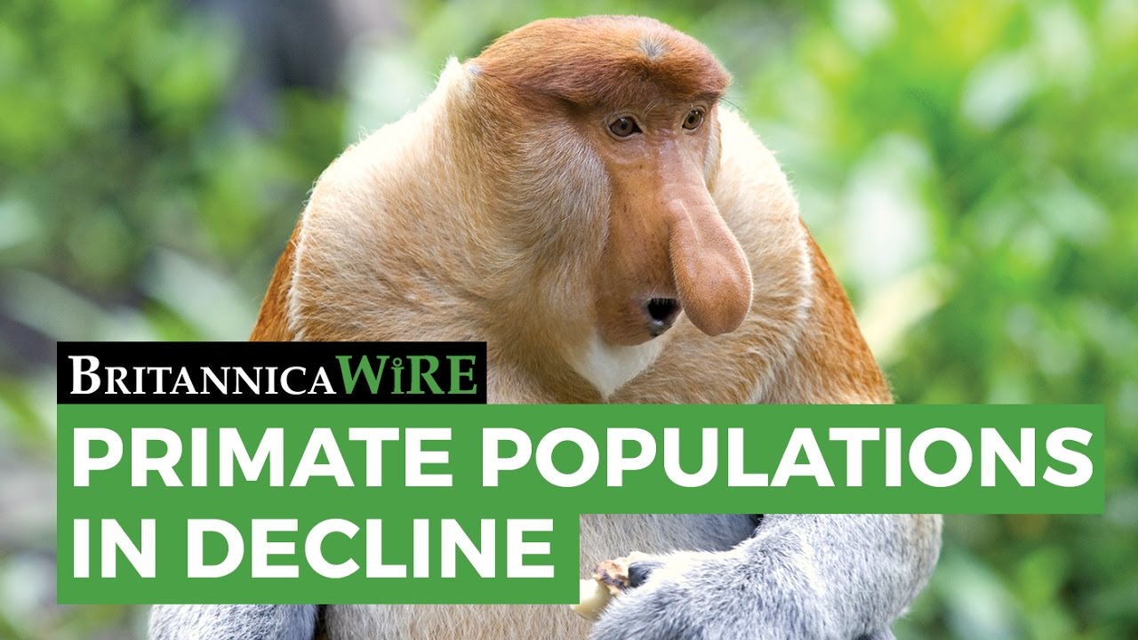 BRITANNICA WIRE: Global primate populations endangered | Encyclopaedia ...