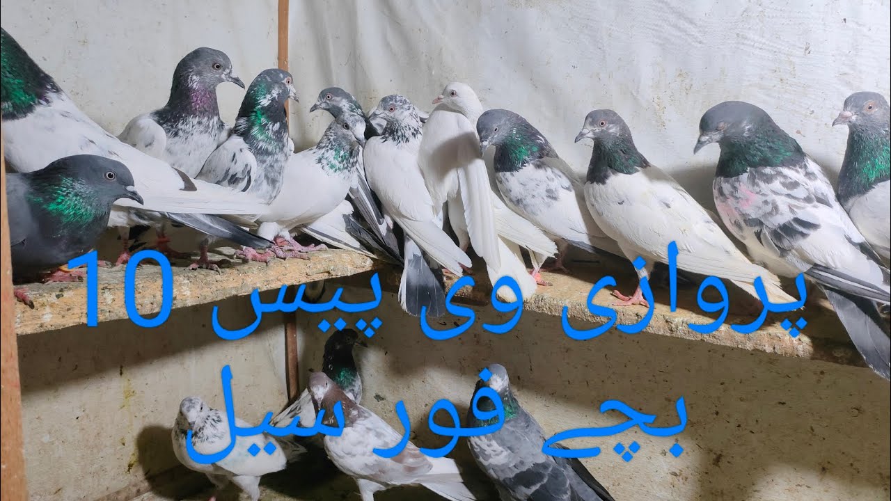 18 December 2024 - YouTube