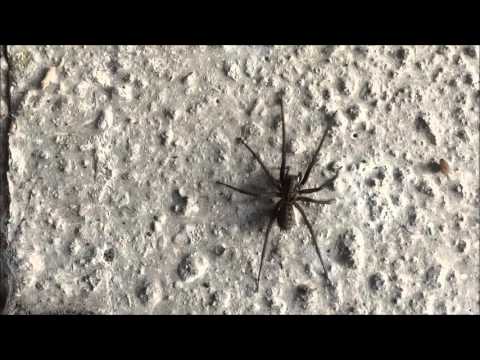 Spider that makes a creepy sound - YouTube