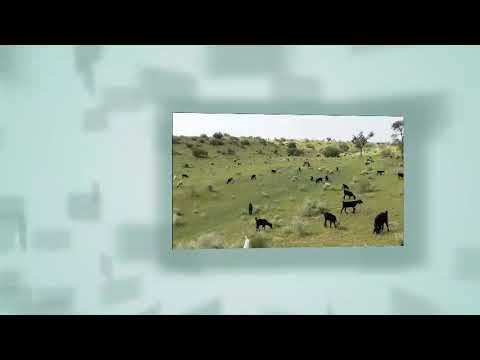 Marvadi comedy , mithi fm 93