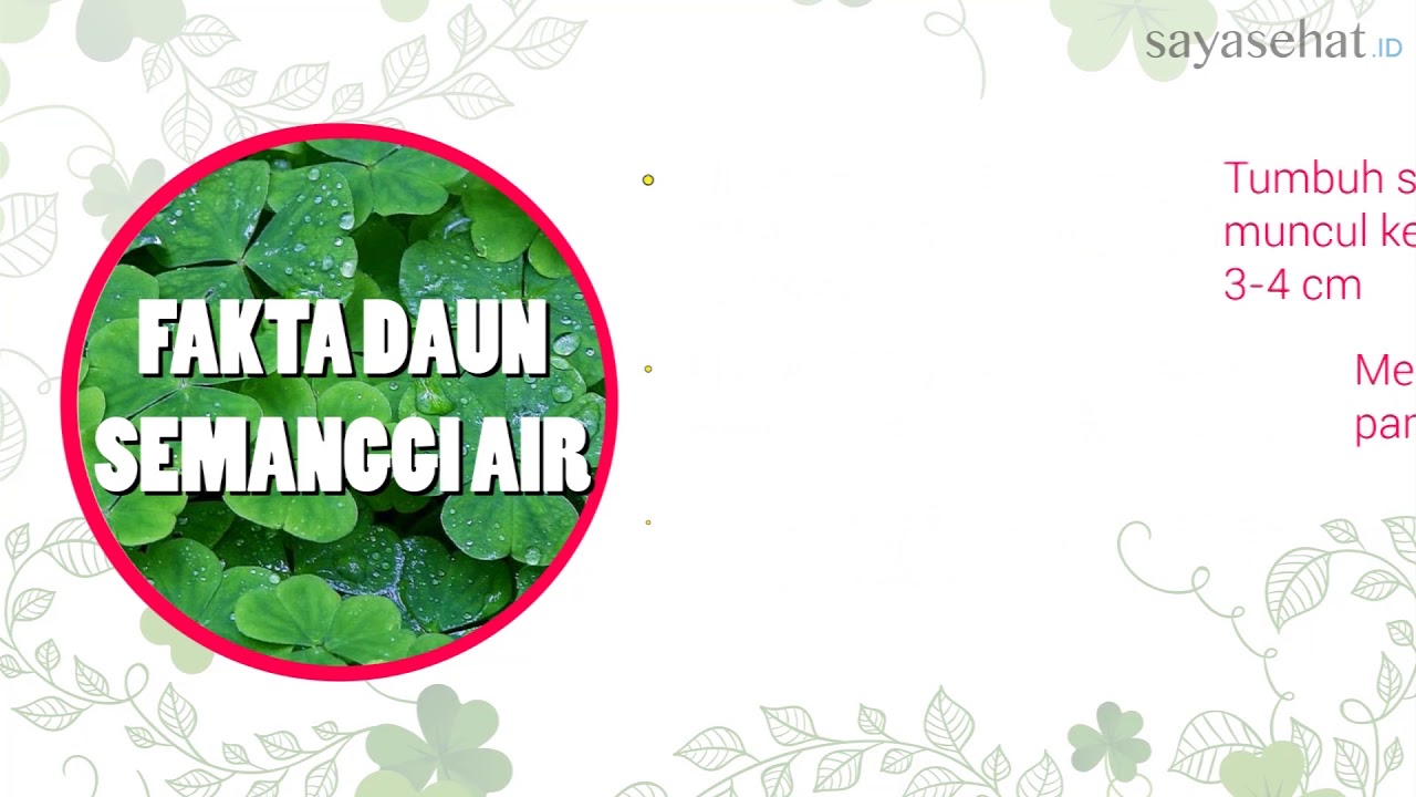 Manfaat Semanggi Air - YouTube