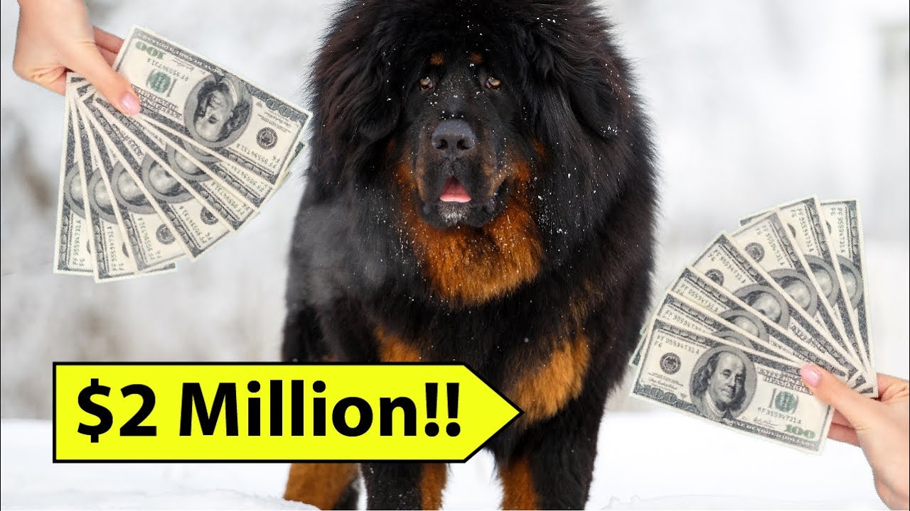 The 15 Most Extravagant Dog Breeds!! - YouTube