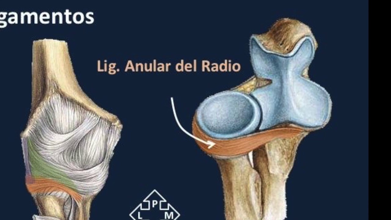 Movimiento de Supinación y Pronación - YouTube