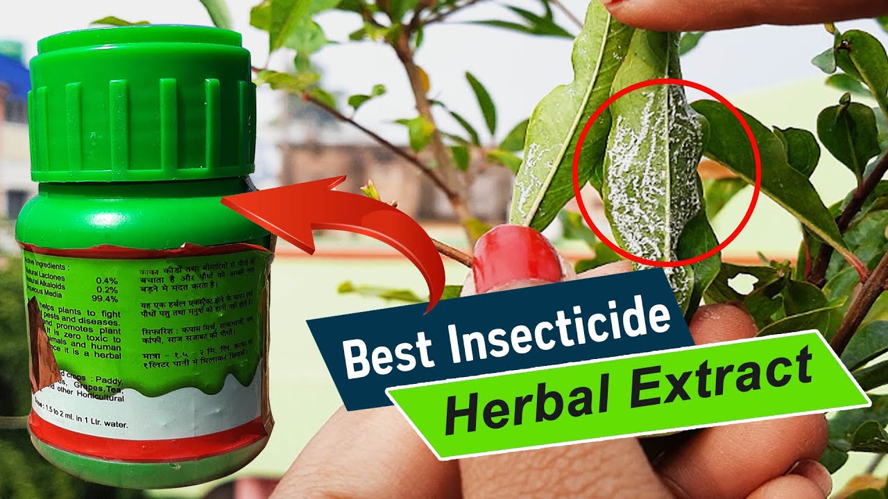 Organic Insecticide for All kinds of Plants || Herbal Extract ...