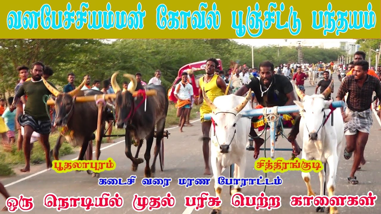 vanapetchi poonjittu rakla race | aps videos | ramanathapuram - YouTube