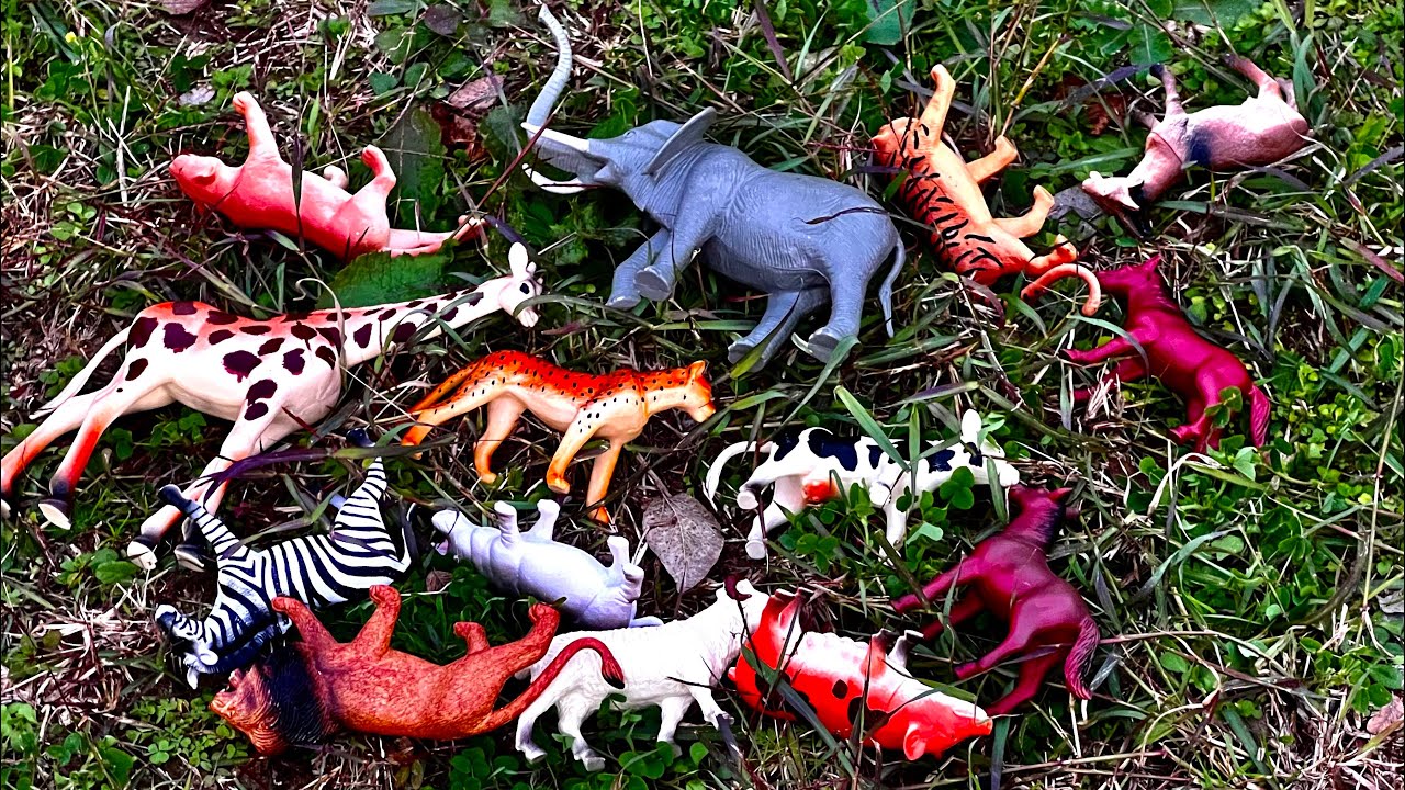 Animal collection - YouTube