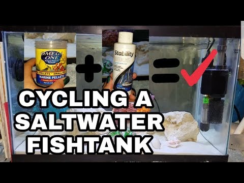 HOW TO CYCLE A SALTWATER TANK | Ghost feeding+ Seachem Stability - YouTube