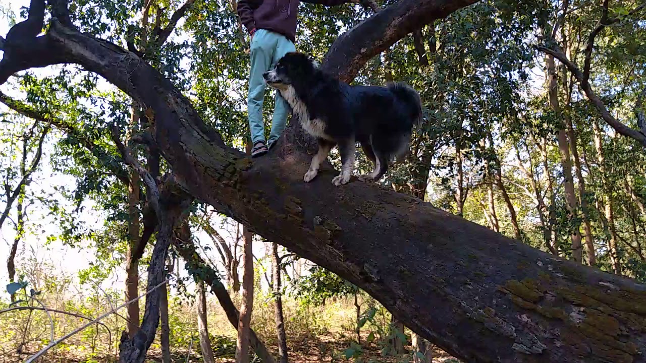 Himalayan dog. #sheru - YouTube