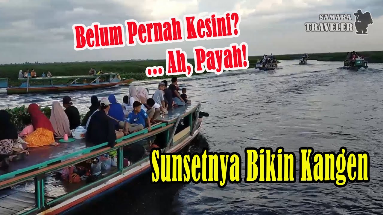 Melihat Kerbau Bisa Berenang | Kerbau Rawa (Kalang Hadangan) Nagara ...