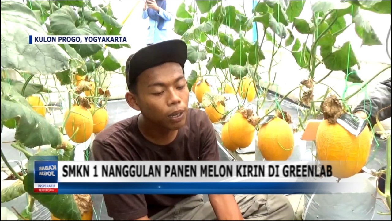 SMKN 1 NANGGULAN PANEN MELON KIRIN DI GREENLAB - YouTube
