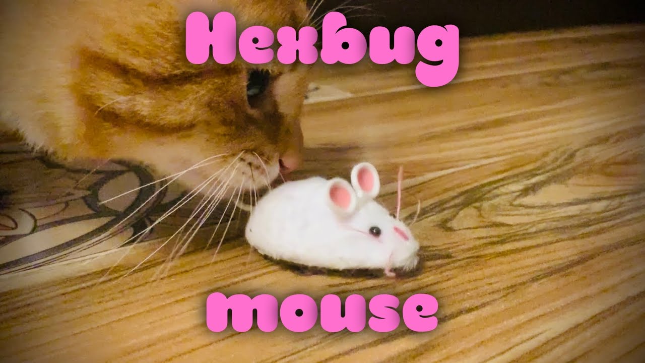 🐭 Hexbug Mouse robotic cat toy - YouTube