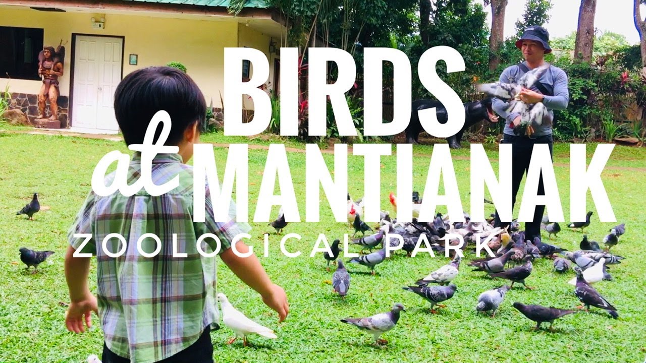 Birds at Mantianak Zoological Park - YouTube