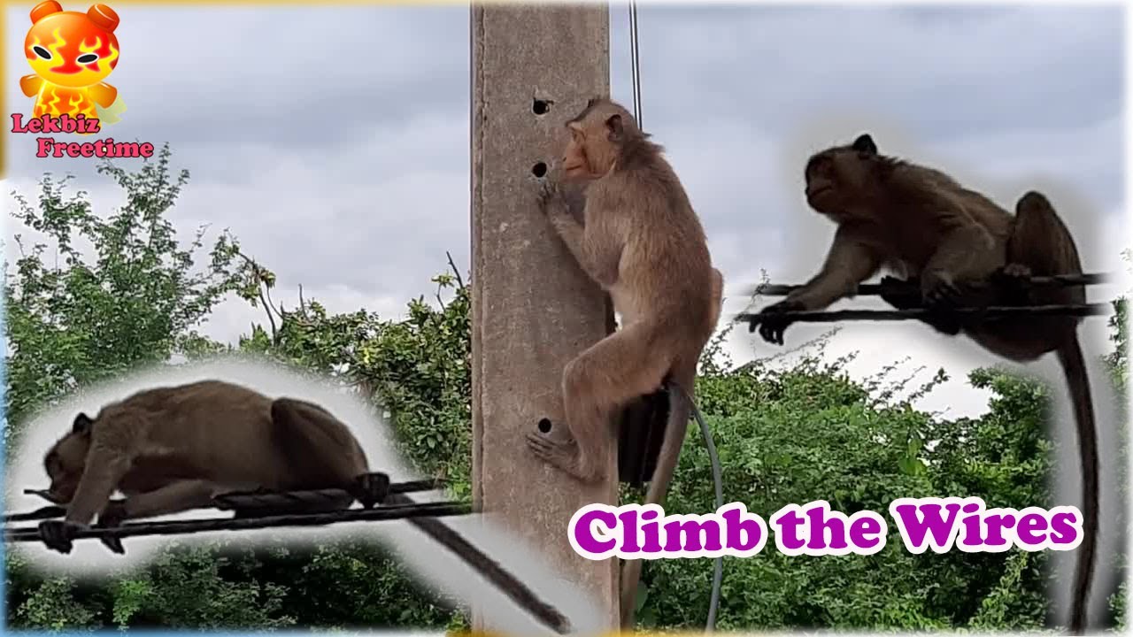 Watch the monkey climb the pole and walk on the power line - YouTube