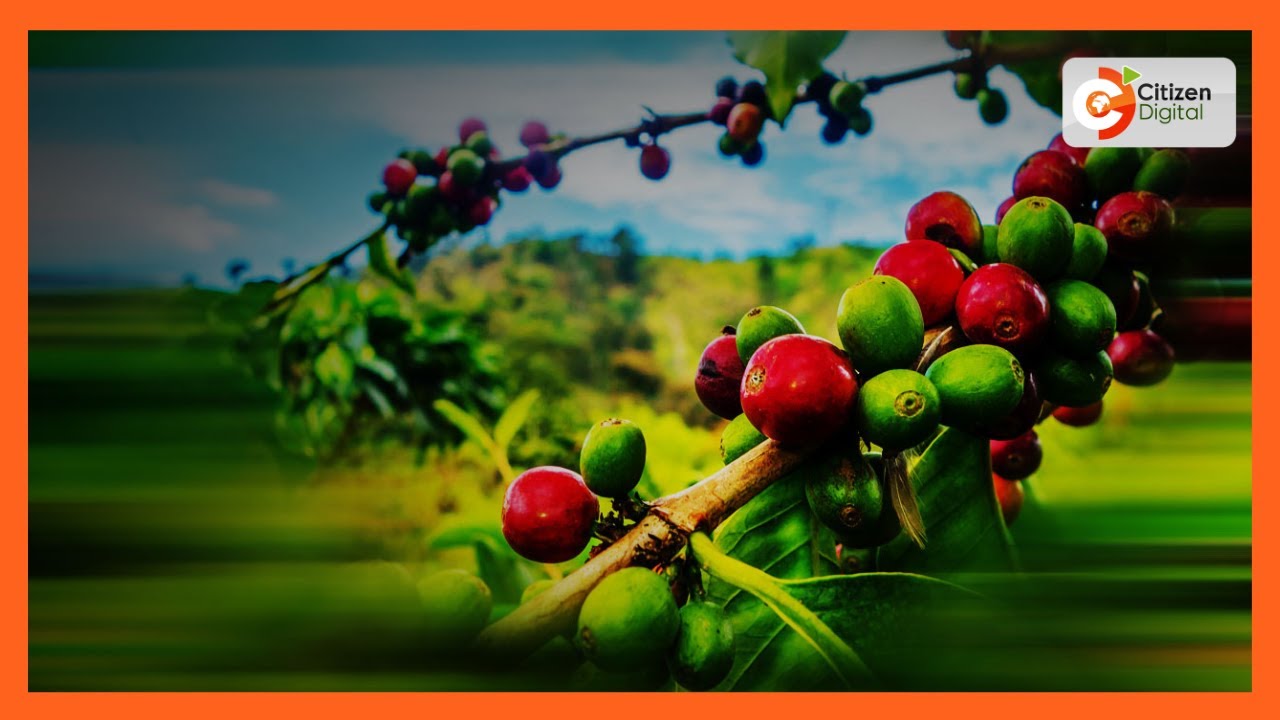 Nairobi coffee exchange resumes operations - YouTube