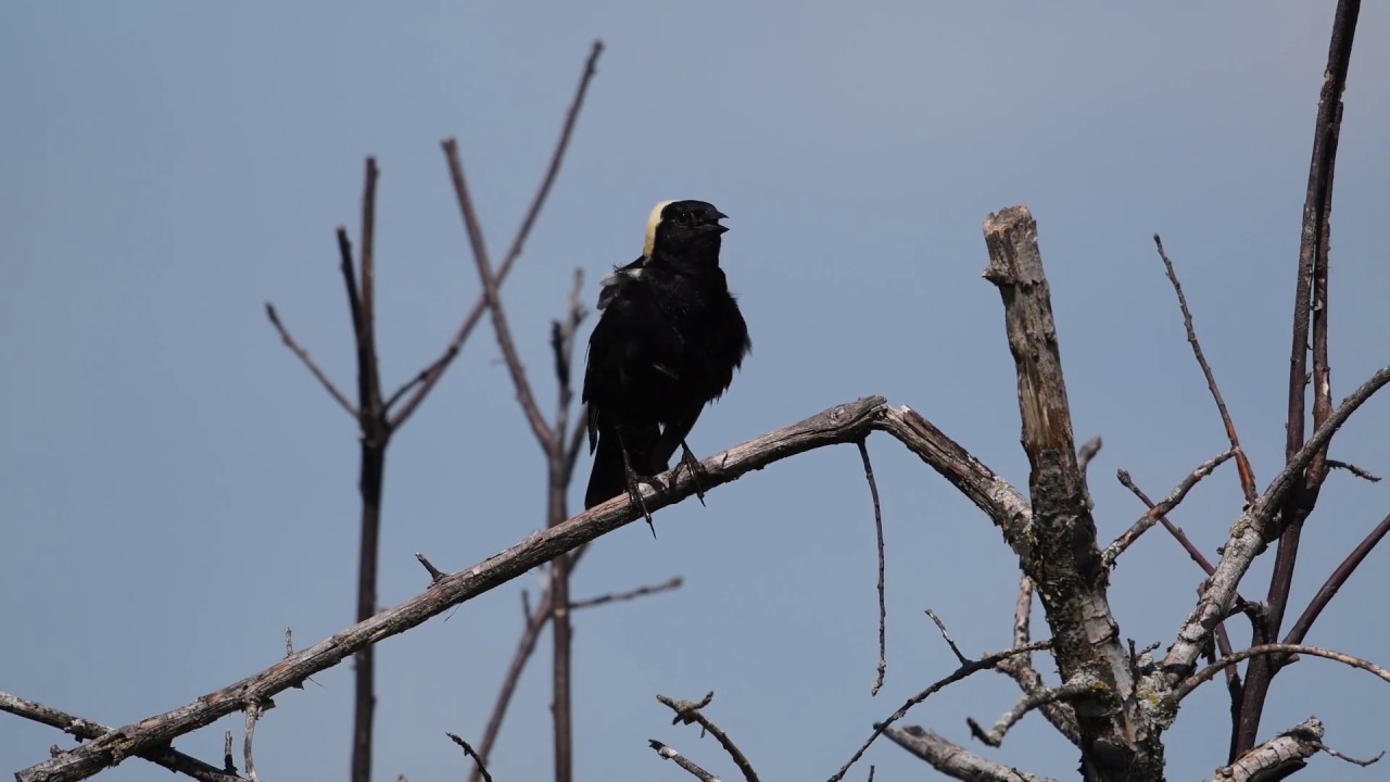 Bobolink Singing and Preening - YouTube