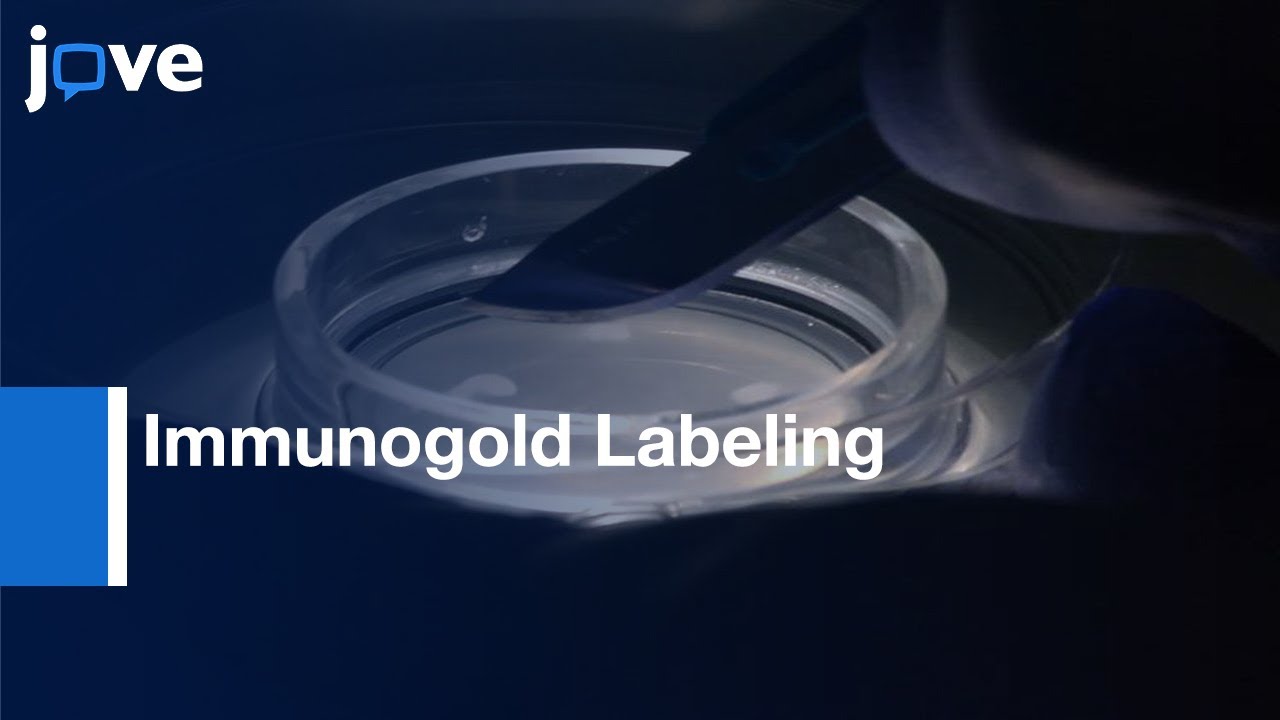 Immunogold Labeling of Synaptic Proteins in Hippocampal Slice cultures | Protocol Preview - YouTube