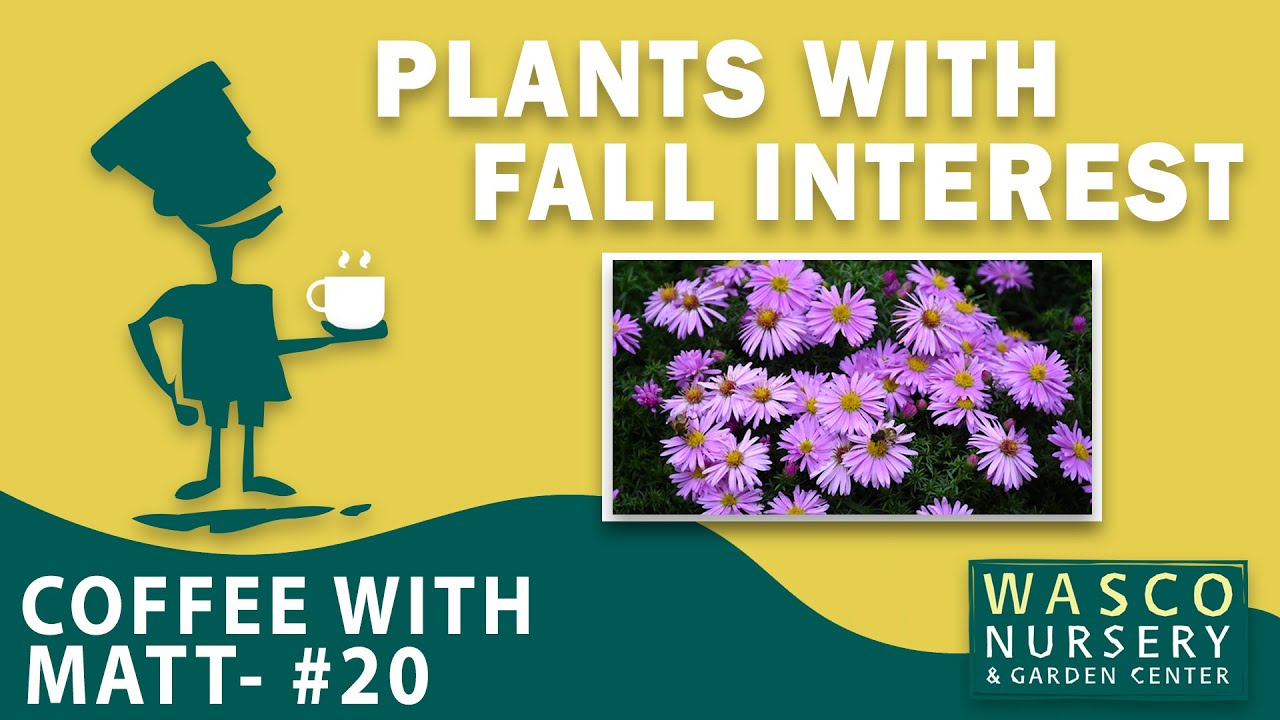 Matt's Top Plants For Fall Interest - YouTube