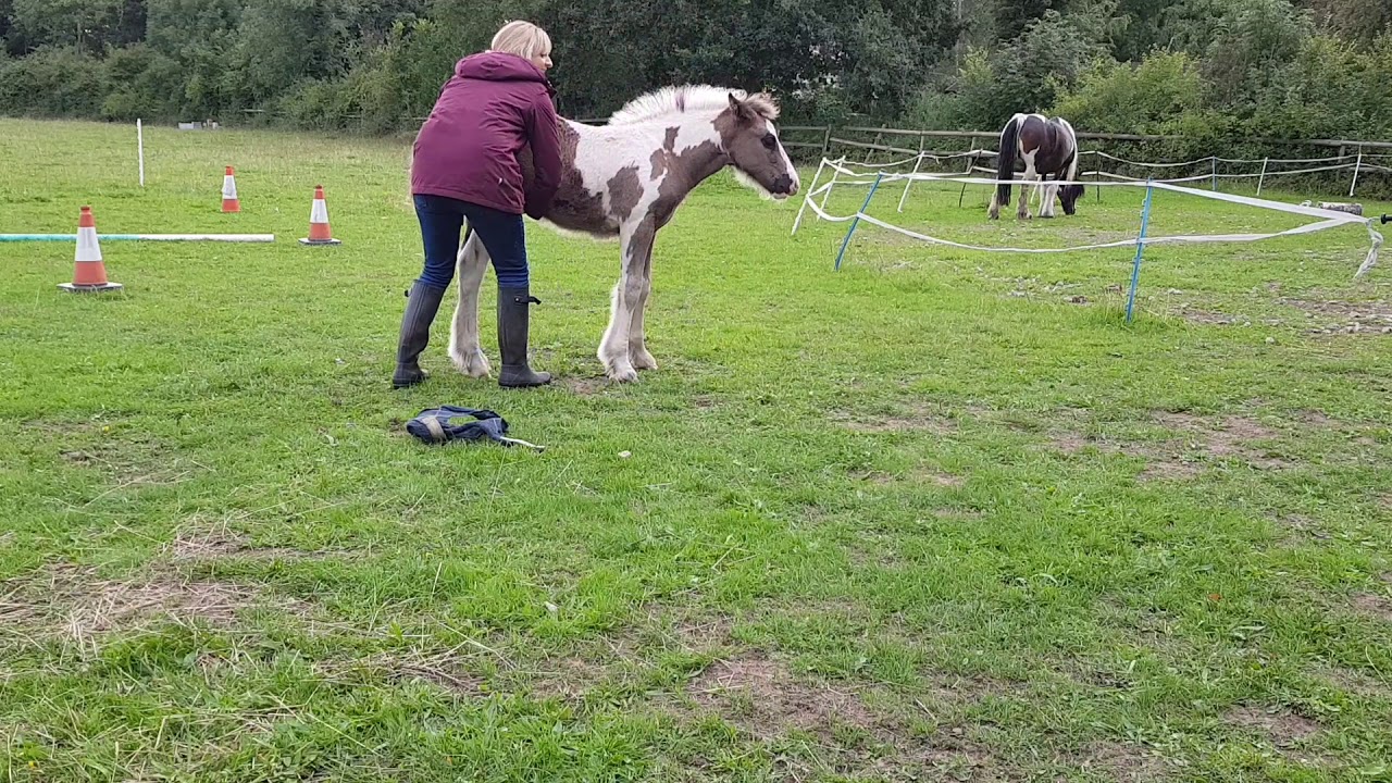 2 month old foal learns picking up feet through positive reinforcement ...