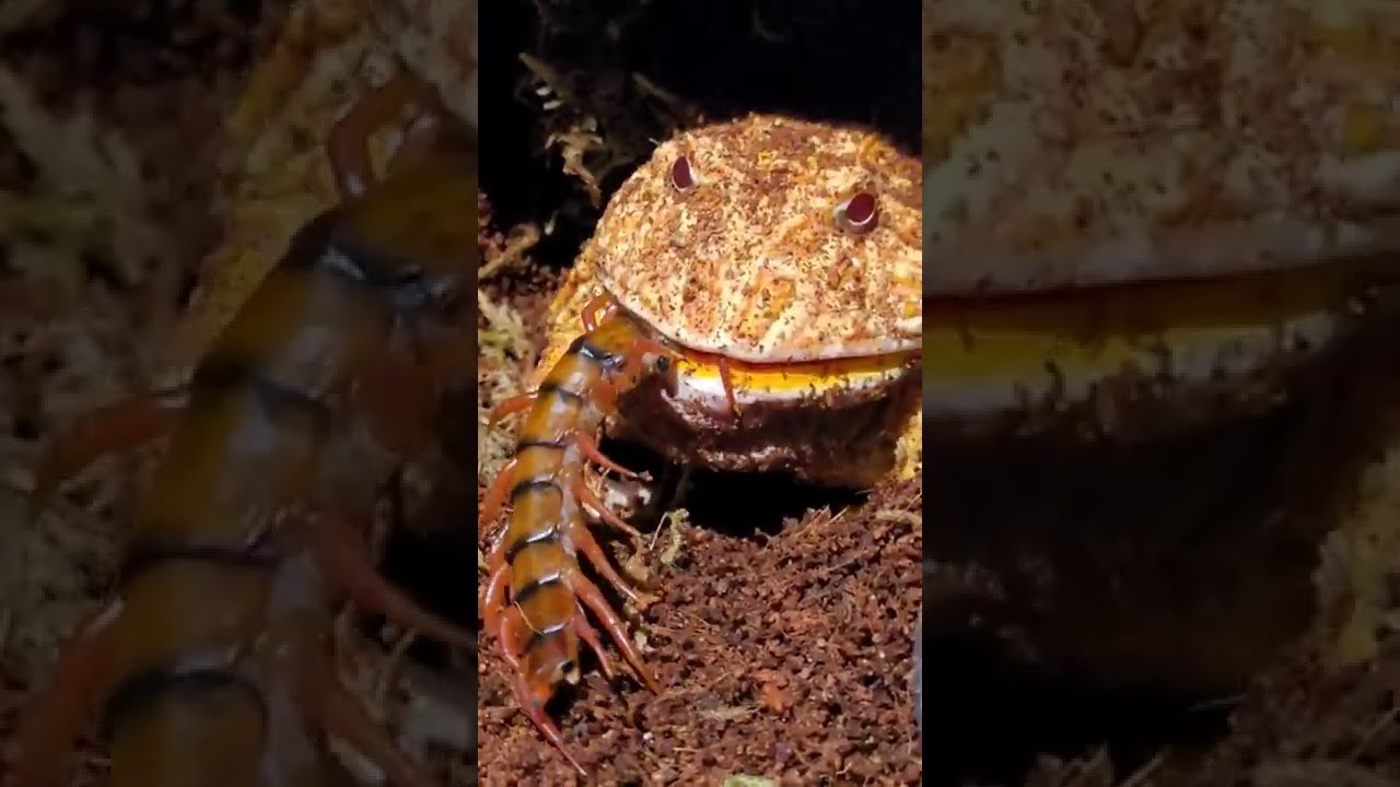 Pacman Frog Eats Giant Centipede / Warning Live Feeding - YouTube