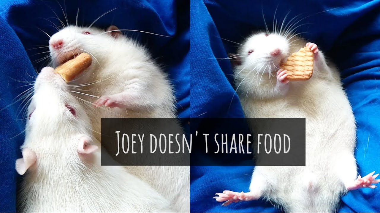 Joey Doesn't SHARE food I cute rat | सफेद चूहा - YouTube